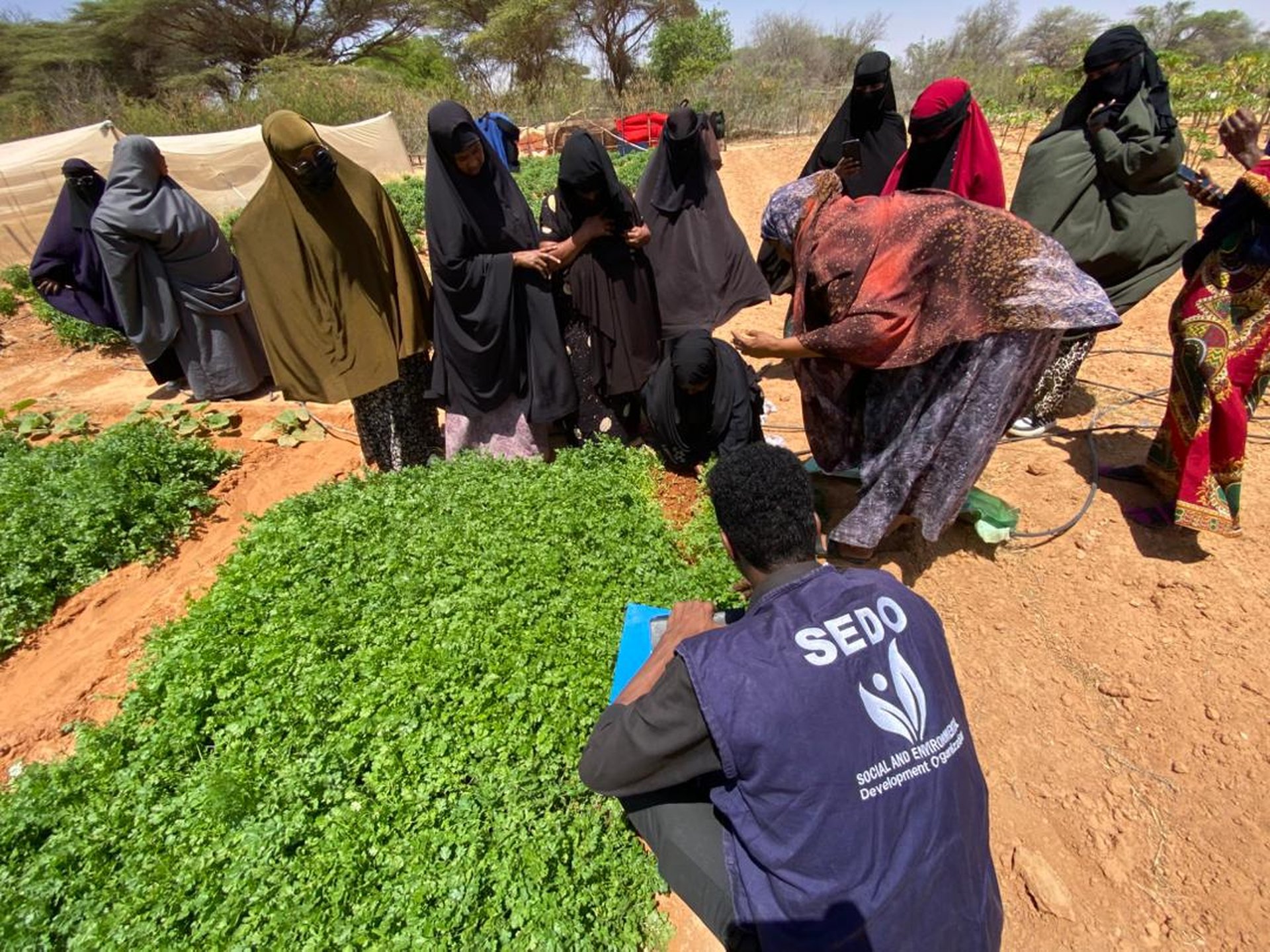 Home - SEDO Somalia